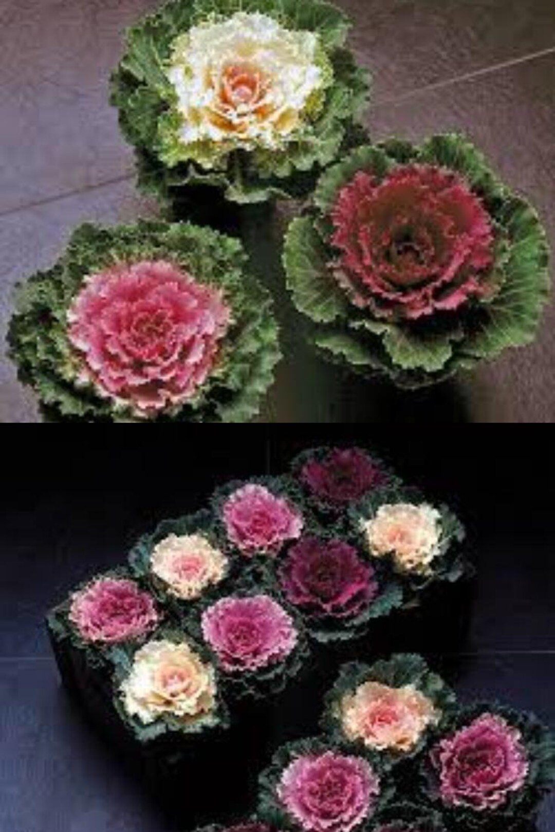 Flowering Cabbage Pigeon Series Mix Annual Seeds, Ornamental Cabbage ...