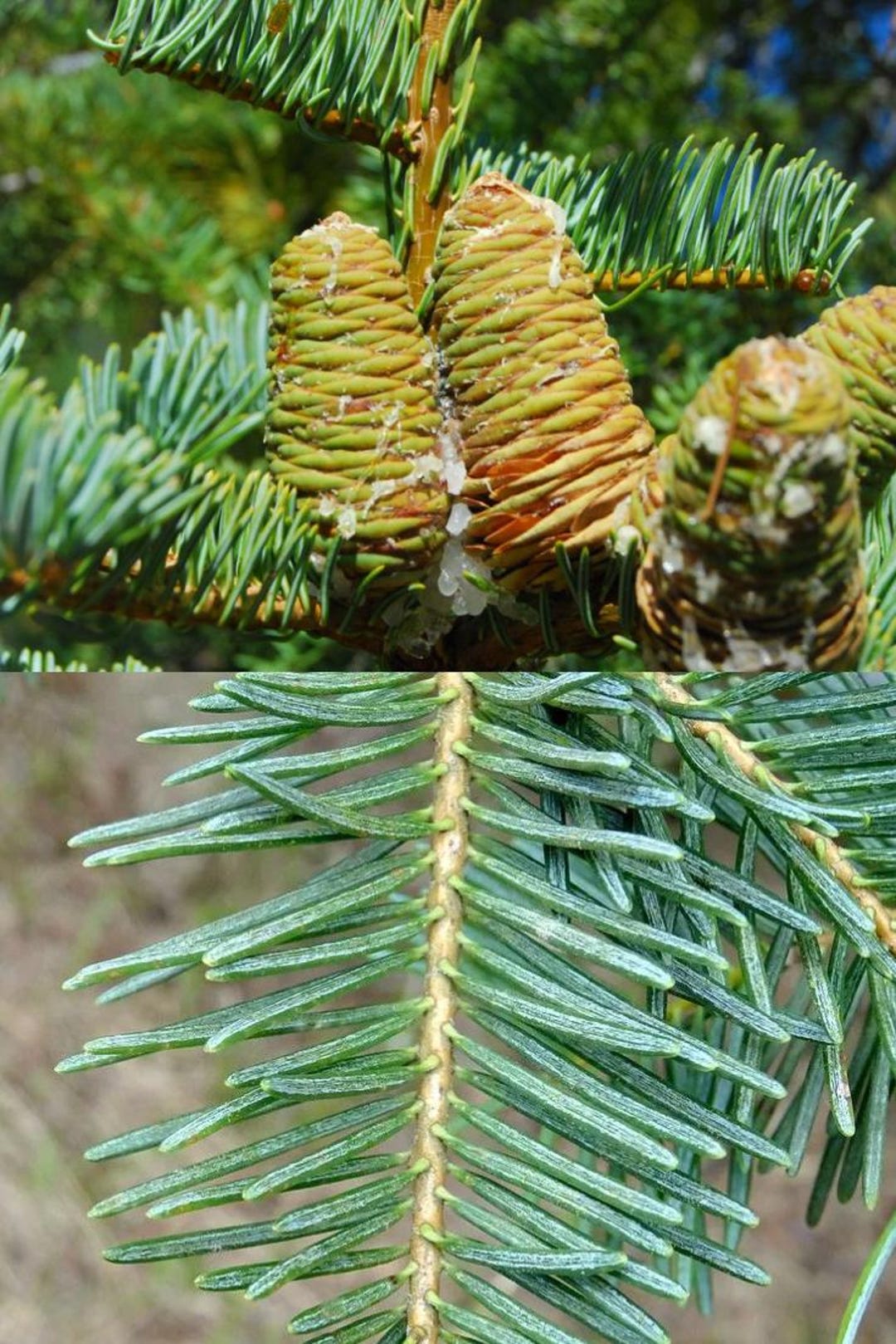 Abies Concolor Lowiana Oregon Seeds, Low's Fir, Sierra White Fir (18 ...