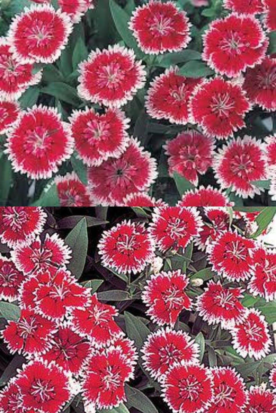 Dianthus Telstar Series Picotee Annual Seeds, Carnation, Pinks (25 ...