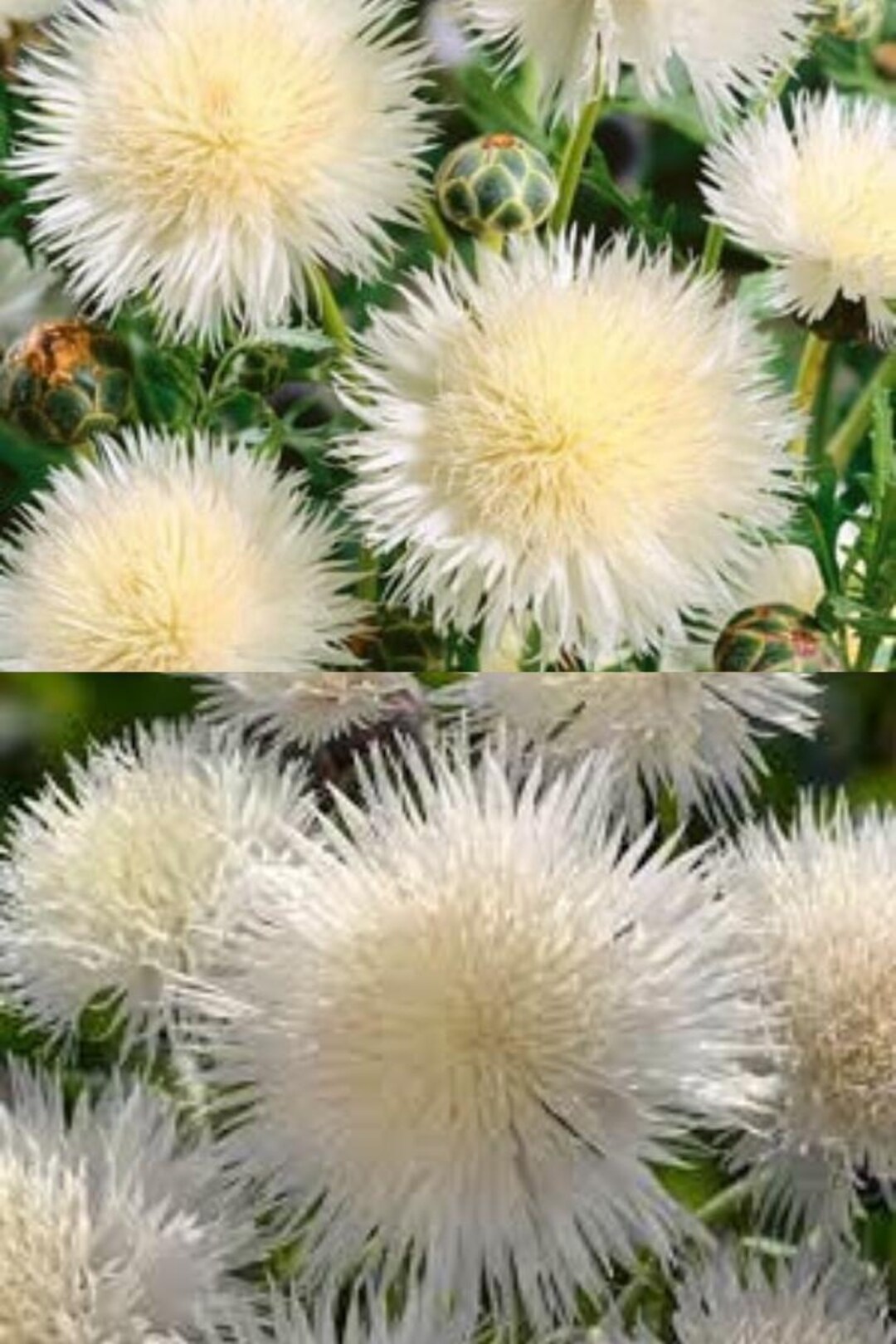 Centaurea Florence Series White Annual Seeds, Cornflower, Bachelor's ...