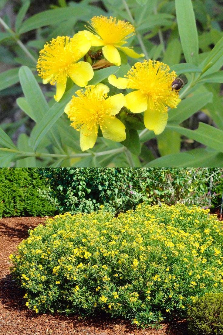 Hypericum Kalmianum Seeds, Kalm's St. John's Wort, Kalm's St. Johnswort ...