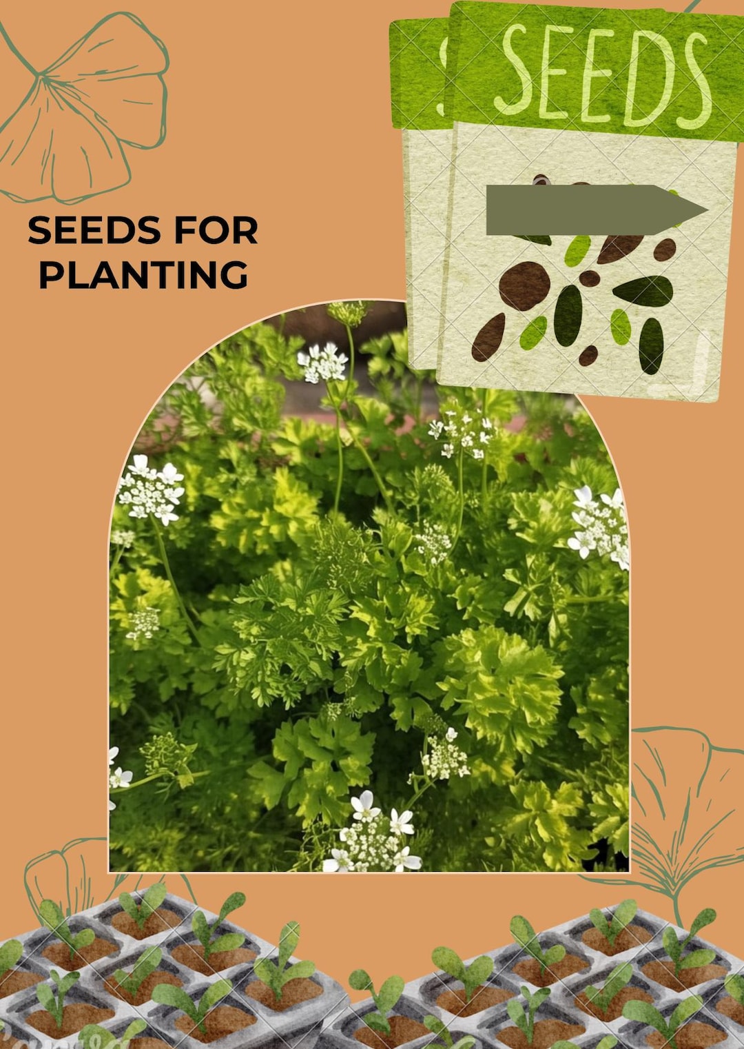 Herb Seeds - Chervil Curly Seeds, Anthriscus Cerefolium (50 Seeds ...