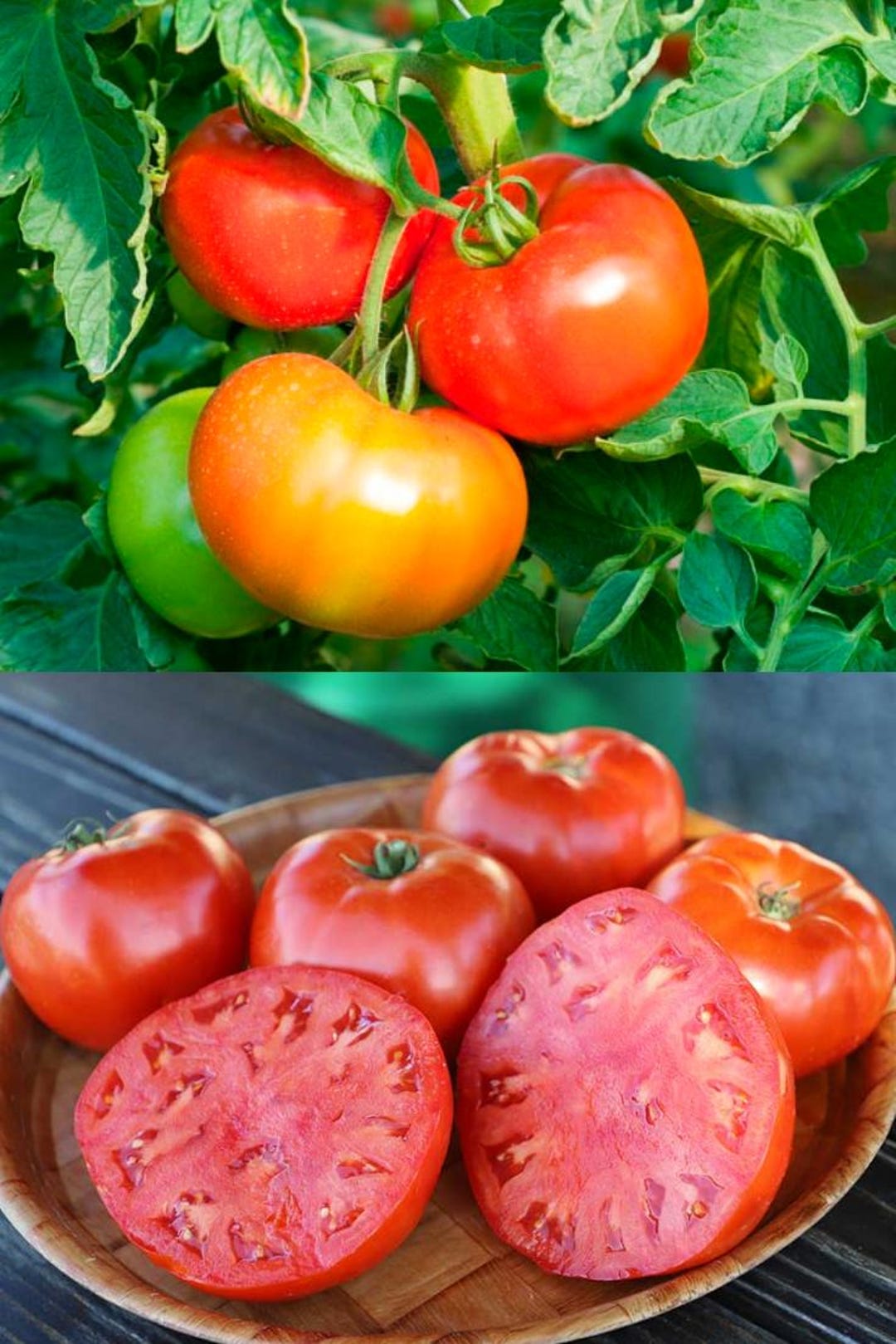 Primo Red Tomato Seed, Tomato, Solanum Lycopersicum (10 Seeds), Seeds ...