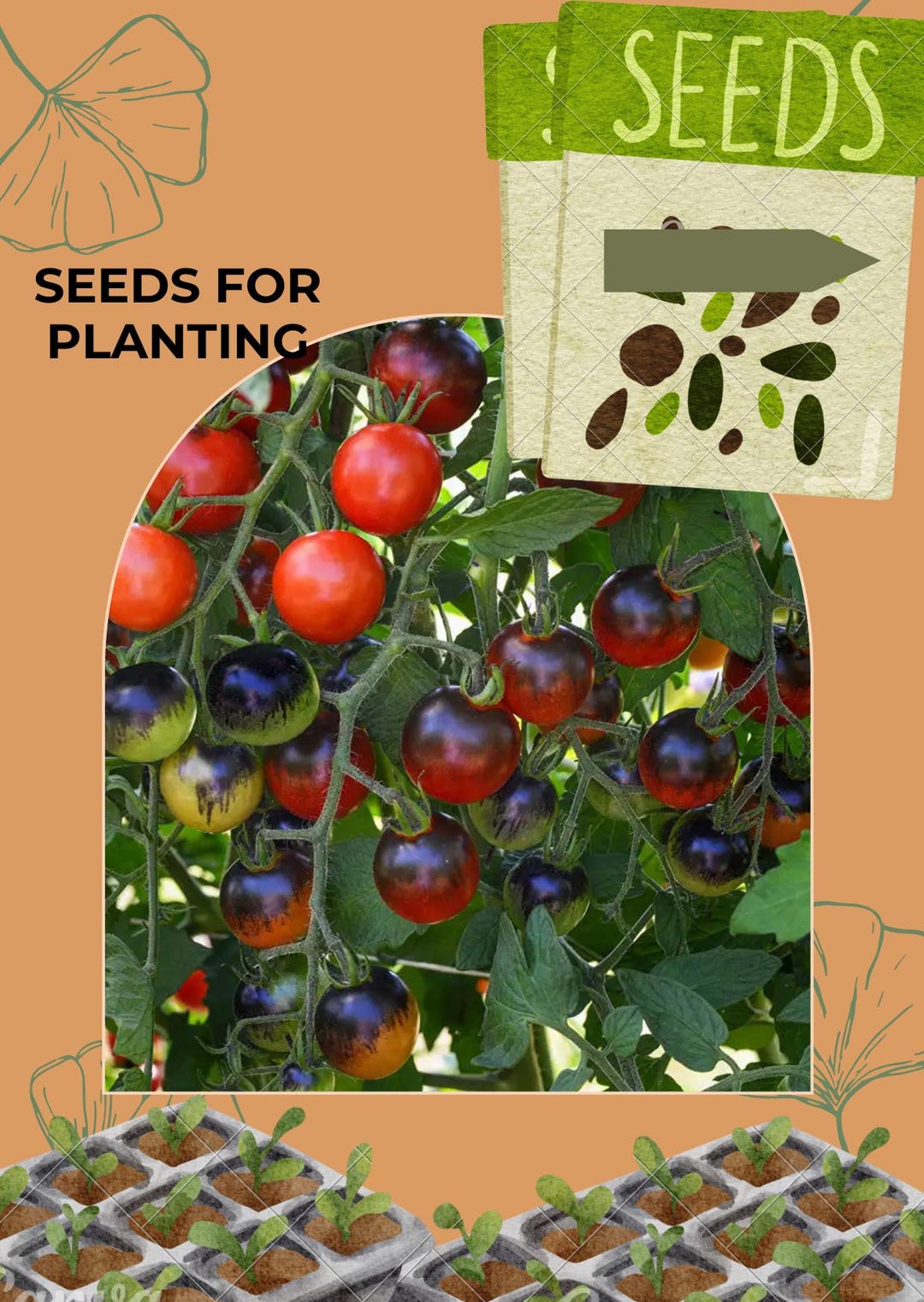 Midnight Snack Tomato Seeds, Tomato, Solanum Lycopersicum (8 Seeds ...