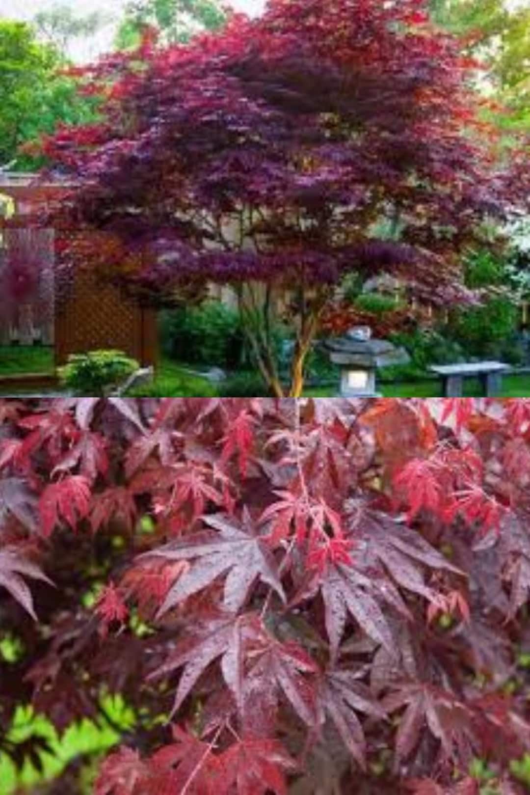 Acer Palmatum Atropurpureum Bloodgood Dry Seed, Bloodgood Japanese ...