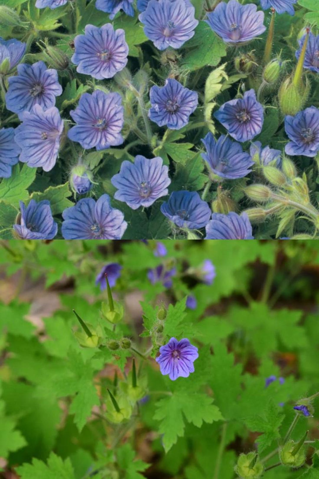 Geranium Bohemicum Orchid Blue Seeds, Pelargonium, Geraniums ...