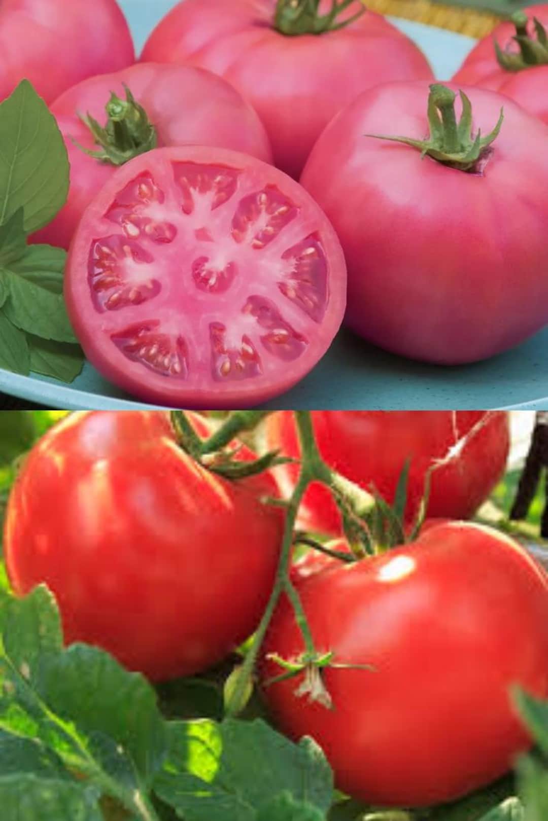 Pink Lady Tomato Seeds, Tomato, Solanum Lycopersicum (15 Seeds), Seeds ...