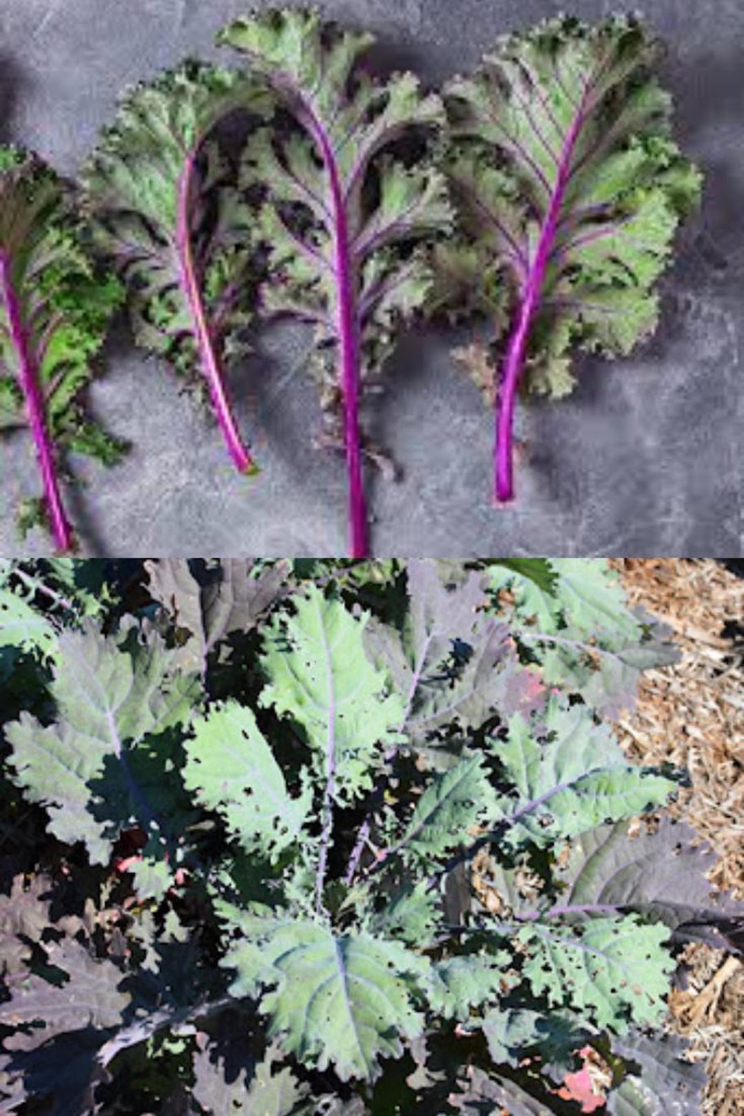 Brassica Napus Red Russian Seeds, Red Russian Kale (59 Seeds), Seeds ...