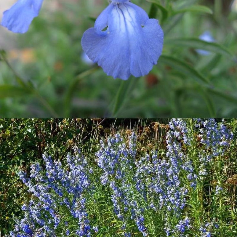Salvia Azurea - Etsy