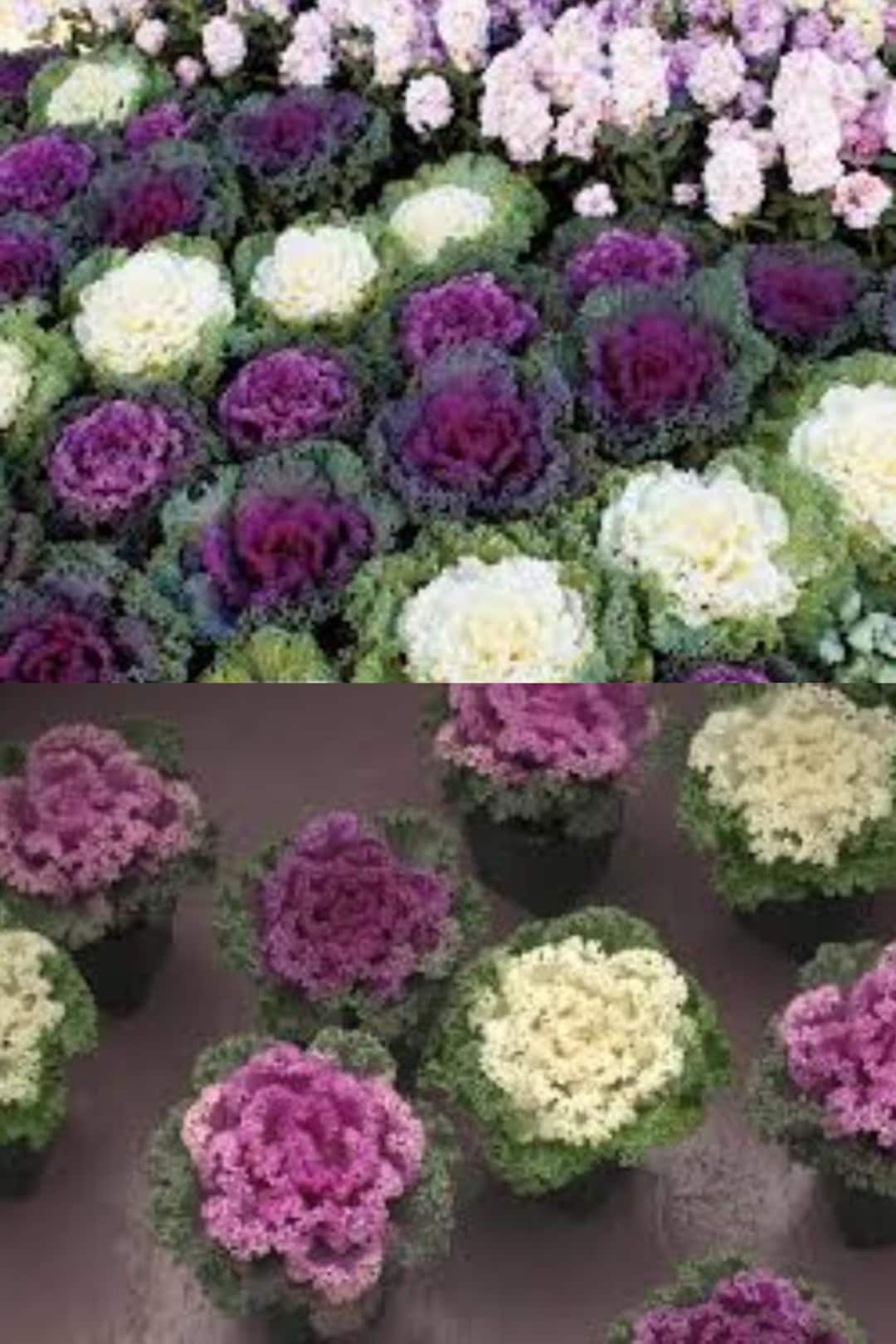 Flowering Cabbage Tokyo Series Mix Annual Seeds, Ornamental Cabbage ...