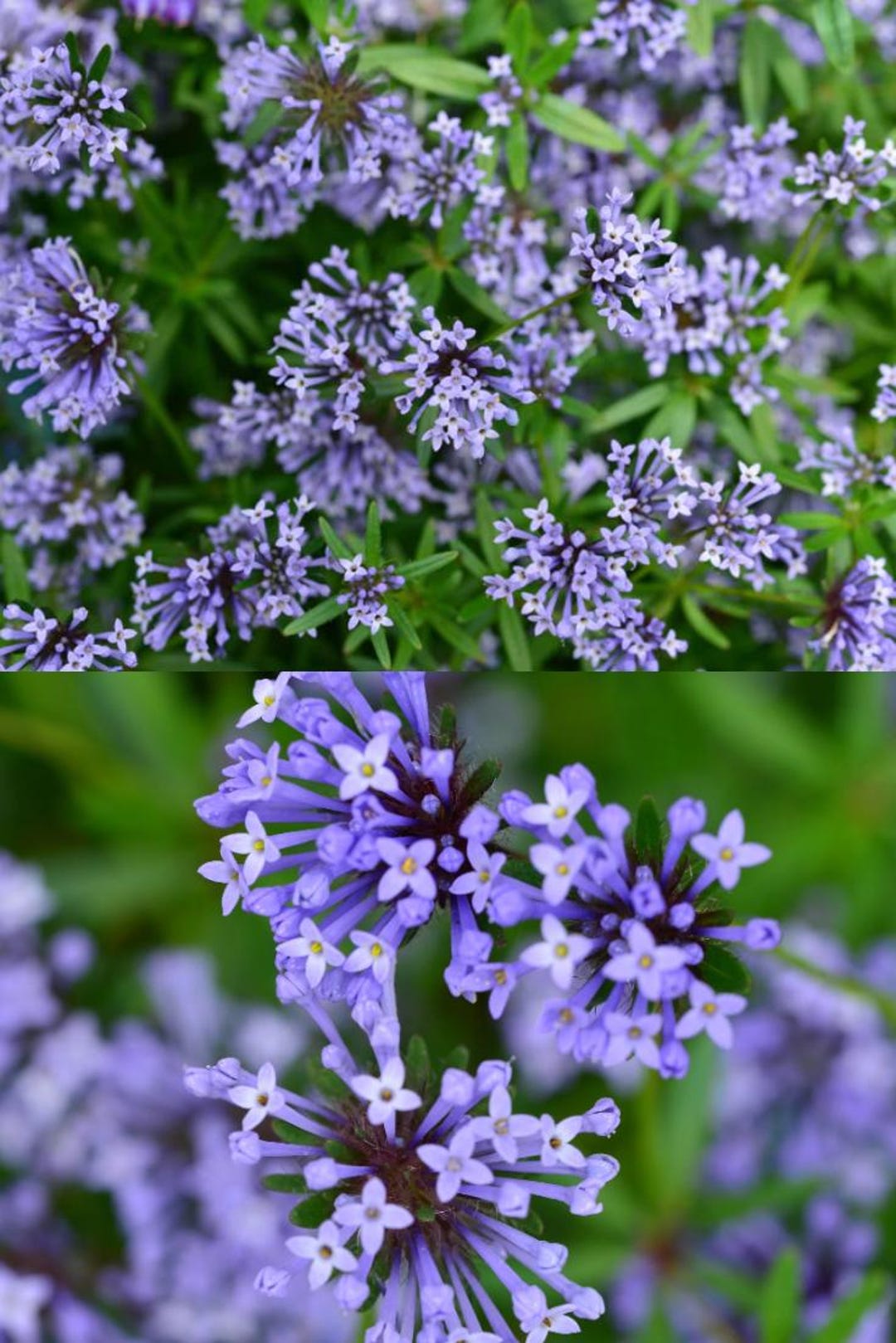 Asperula Blue Surprise Seed, Woodruff (50 Seeds), Seeds for Planting - Etsy
