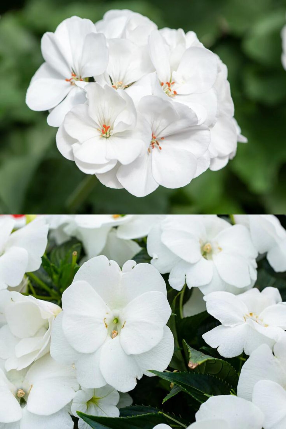 Geranium Zonal Maverick Series White Seeds, Pelargonium, Geraniums ...