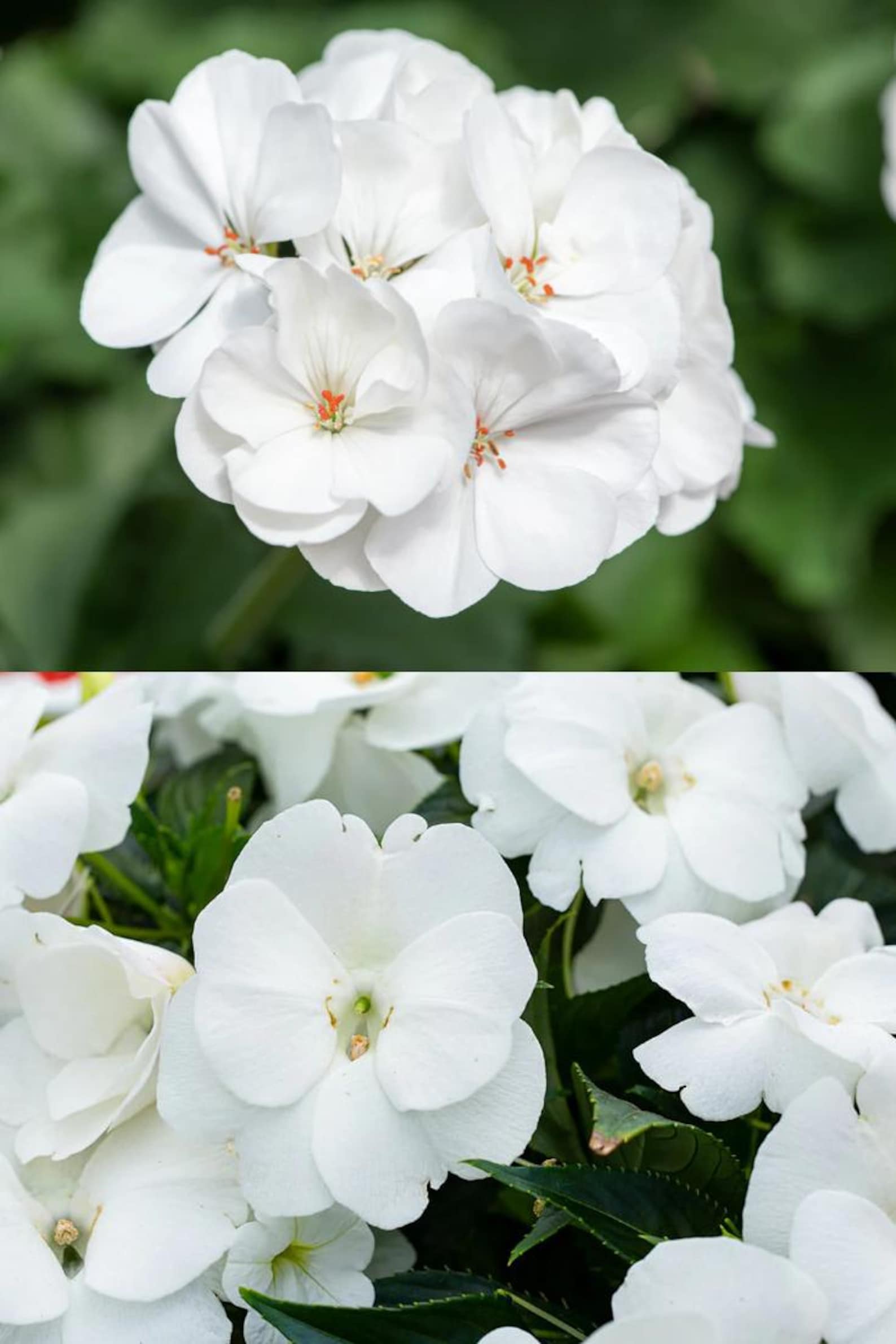 Geranium Zonal Maverick Series White Seeds, Pelargonium, Geraniums ...