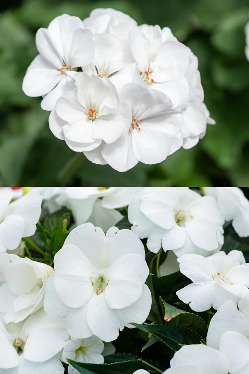 Geranium Zonal Maverick Series White Seeds, Pelargonium, Geraniums ...
