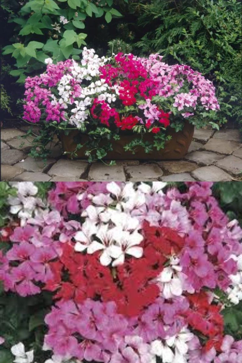 Geranium Ivy Tornado Series Mix Annual Seeds, Pelargonium, Geraniums ...