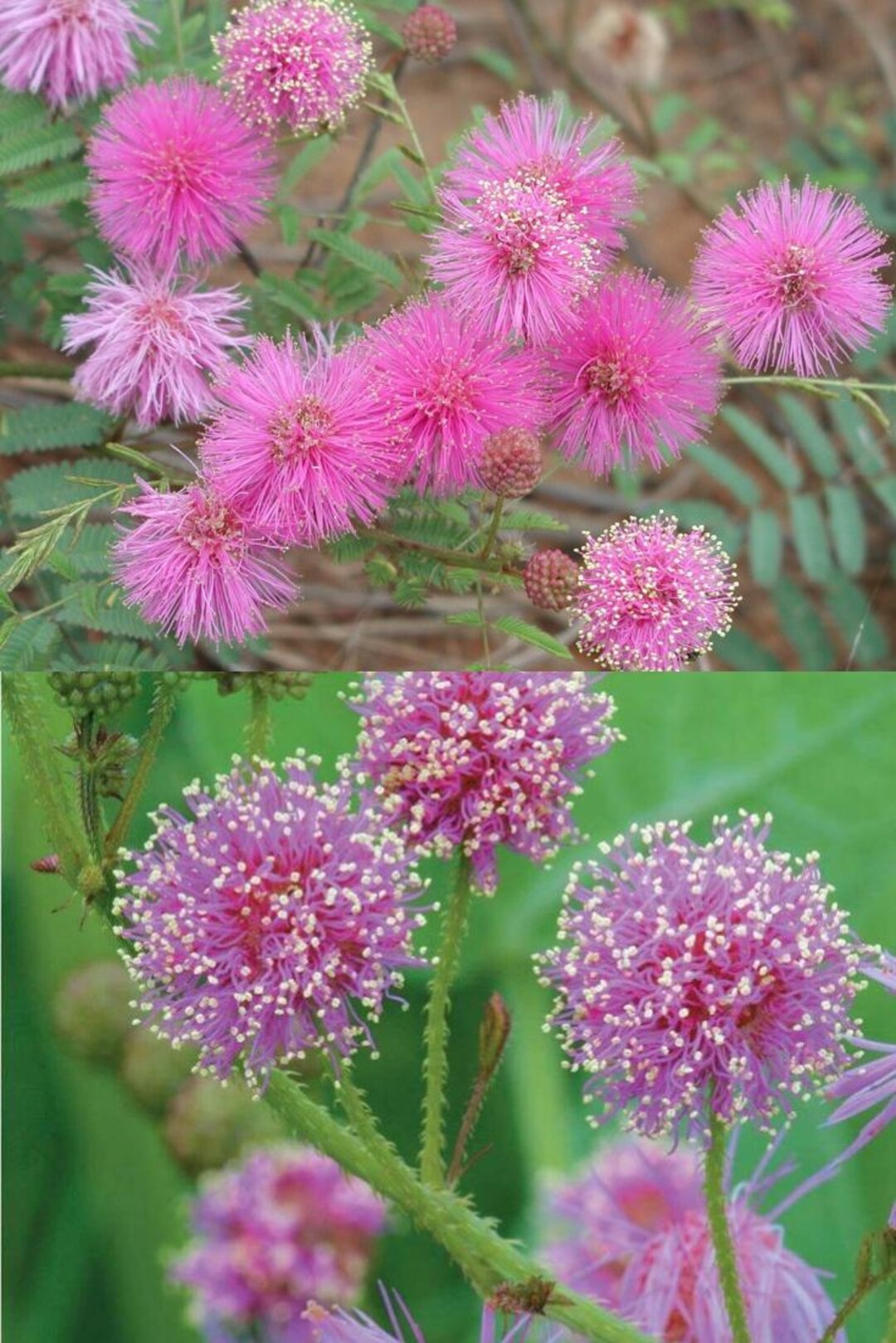 Mimosa Quadrivalis Var. Nuttallii Seeds, Sensitive Plant, Nuttall's ...