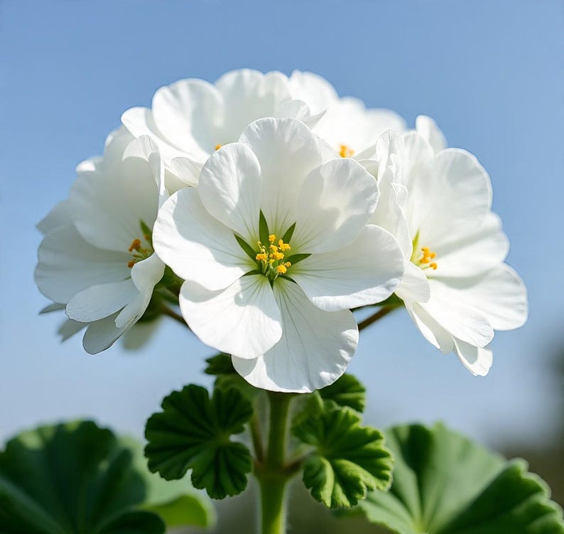 Geranium Zonal Maverick Series White Seeds, Pelargonium, Geraniums ...