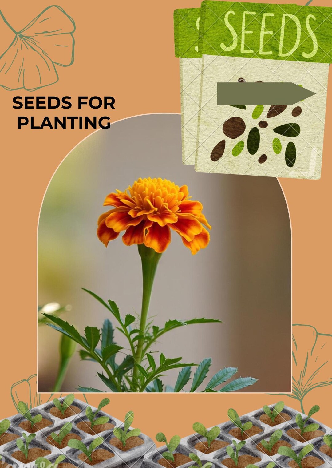 Marigold Seed - African Antigua Primrose Annual, Tagetes (25 Seeds ...