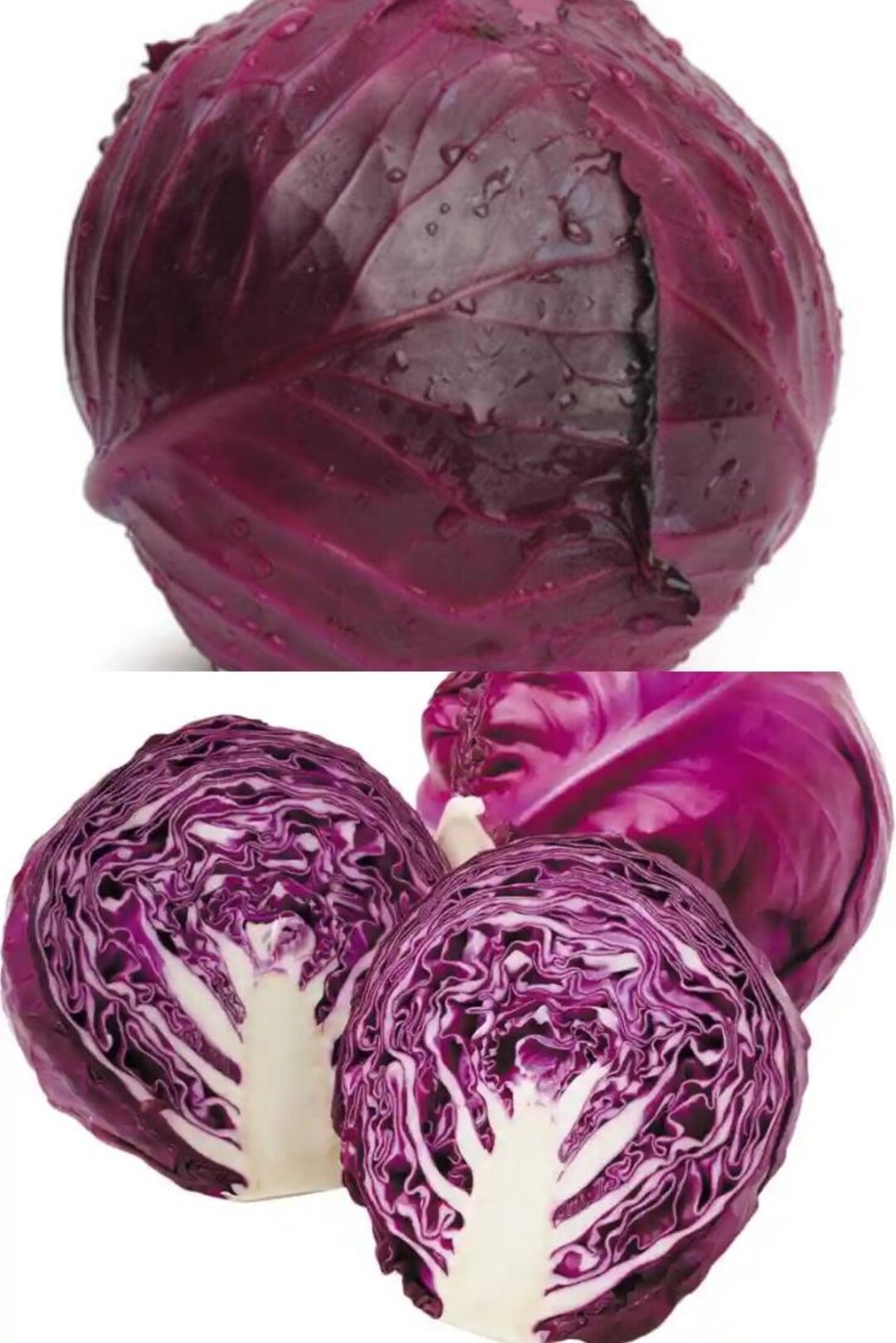 Cabbage Dynasty Red Vegetable Seeds (20 Seeds), Seeds for Planting - Etsy
