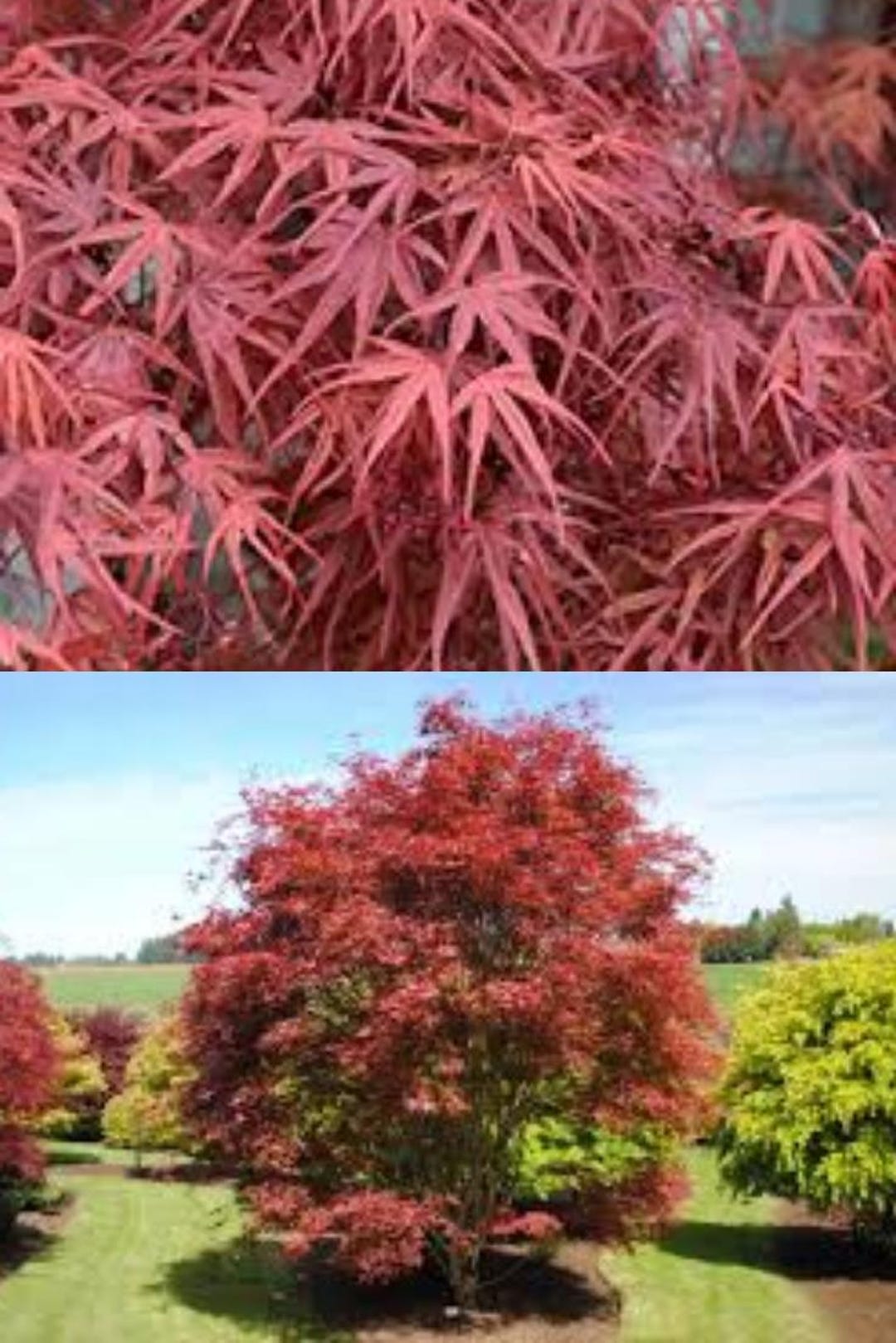 Acer Palmatum 'beni Otake' Dry Seed, Big Red Bamboo Japanese Maple (31 ...
