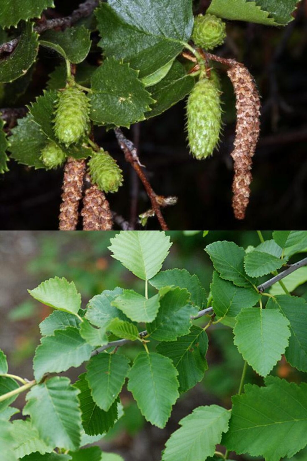 Alnus Incana Subsp. Tenuifolia Seeds, Mountain Alder, Thinleaf Alder ...