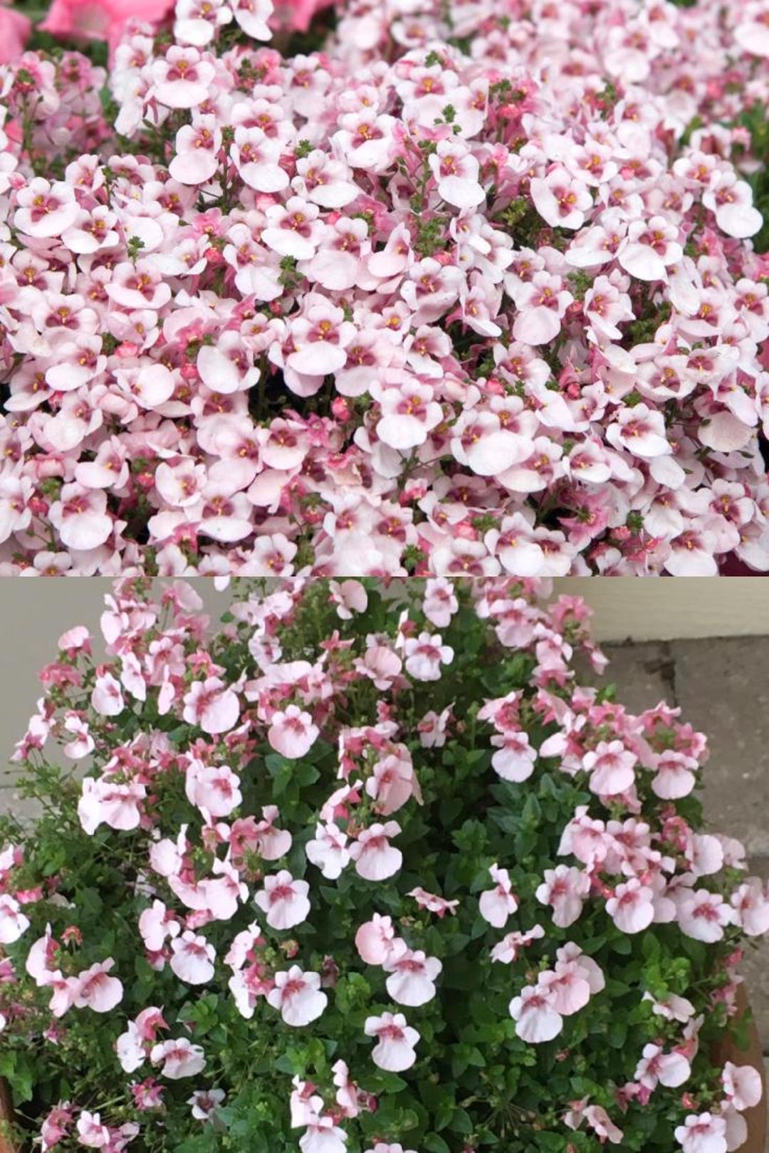 Diascia Diamonte Series Lavender Pink Annual Seeds, Twinspur (25 Seeds ...