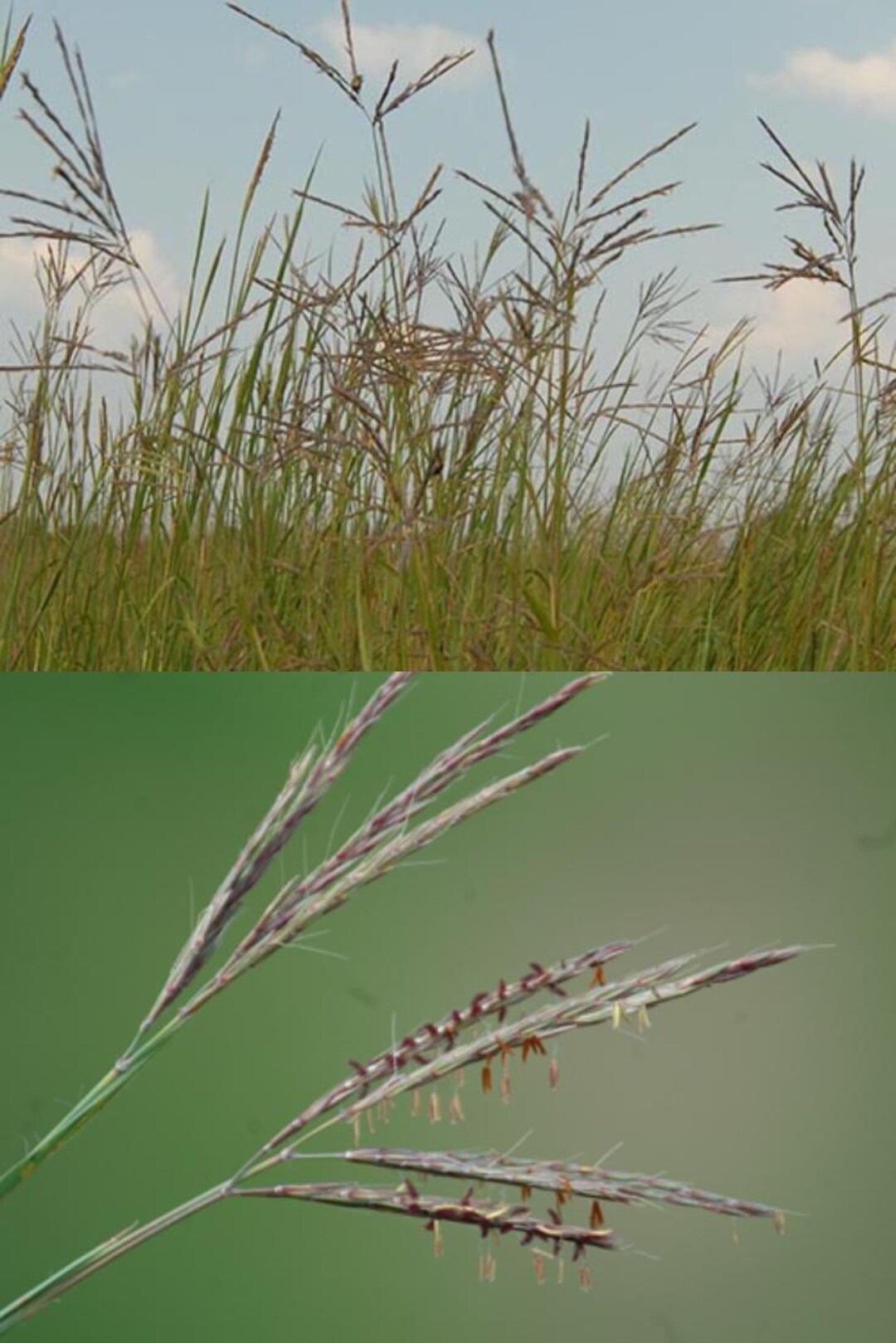 Andropogon Gerardii 'niagara' Seeds, Niagara Big Bluestem (113 Seeds ...