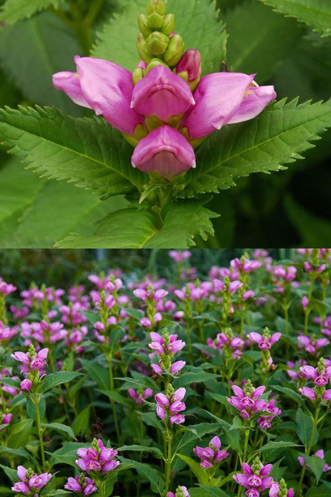 Chelone Obliqua Seeds, Pink Turtlehead, Red Turtlehead, Rose Turtlehead ...