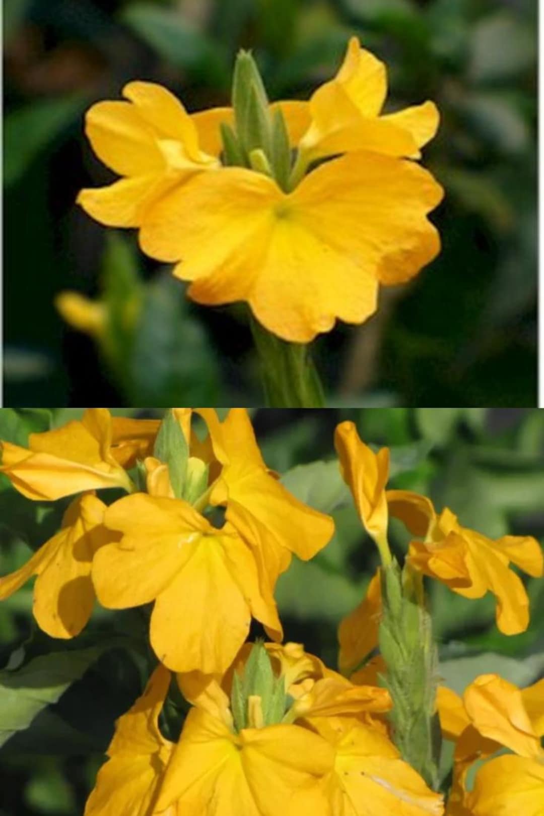 Crossandra Tropic Yellow Splash Seeds, Firecracker Flower (10 Seeds ...