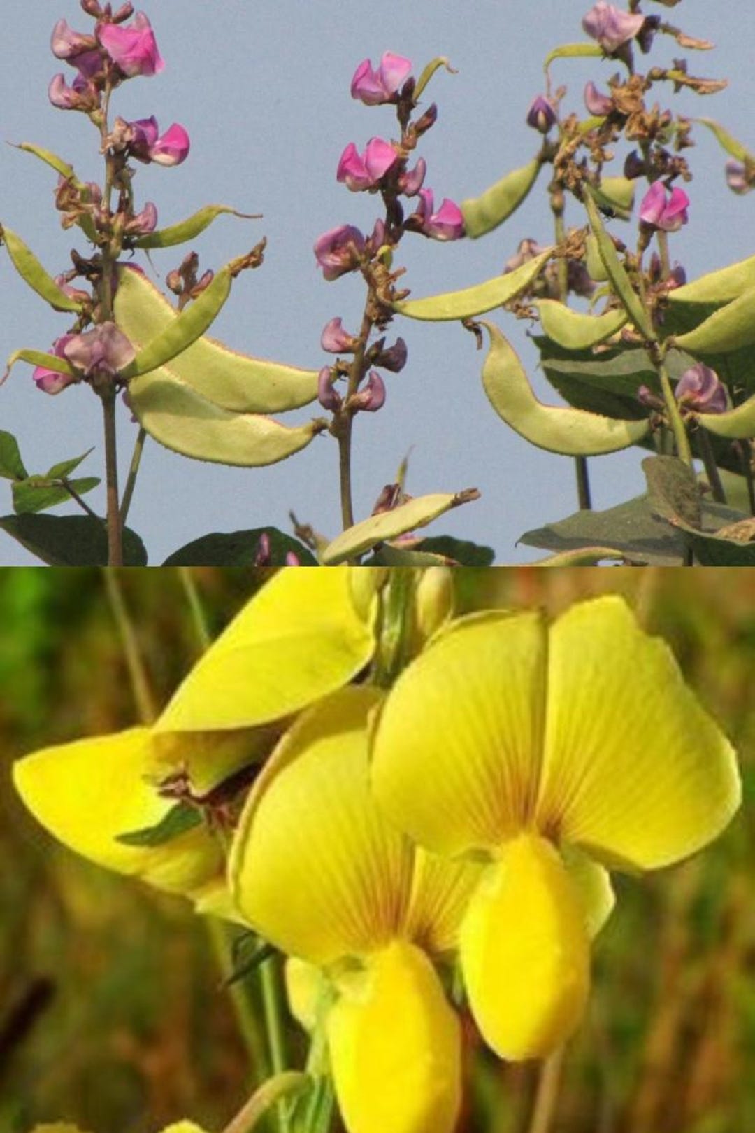 Dolichos Biflorus Annual Seeds, Horse Gram, Kulthi, Madras Gram (25 ...