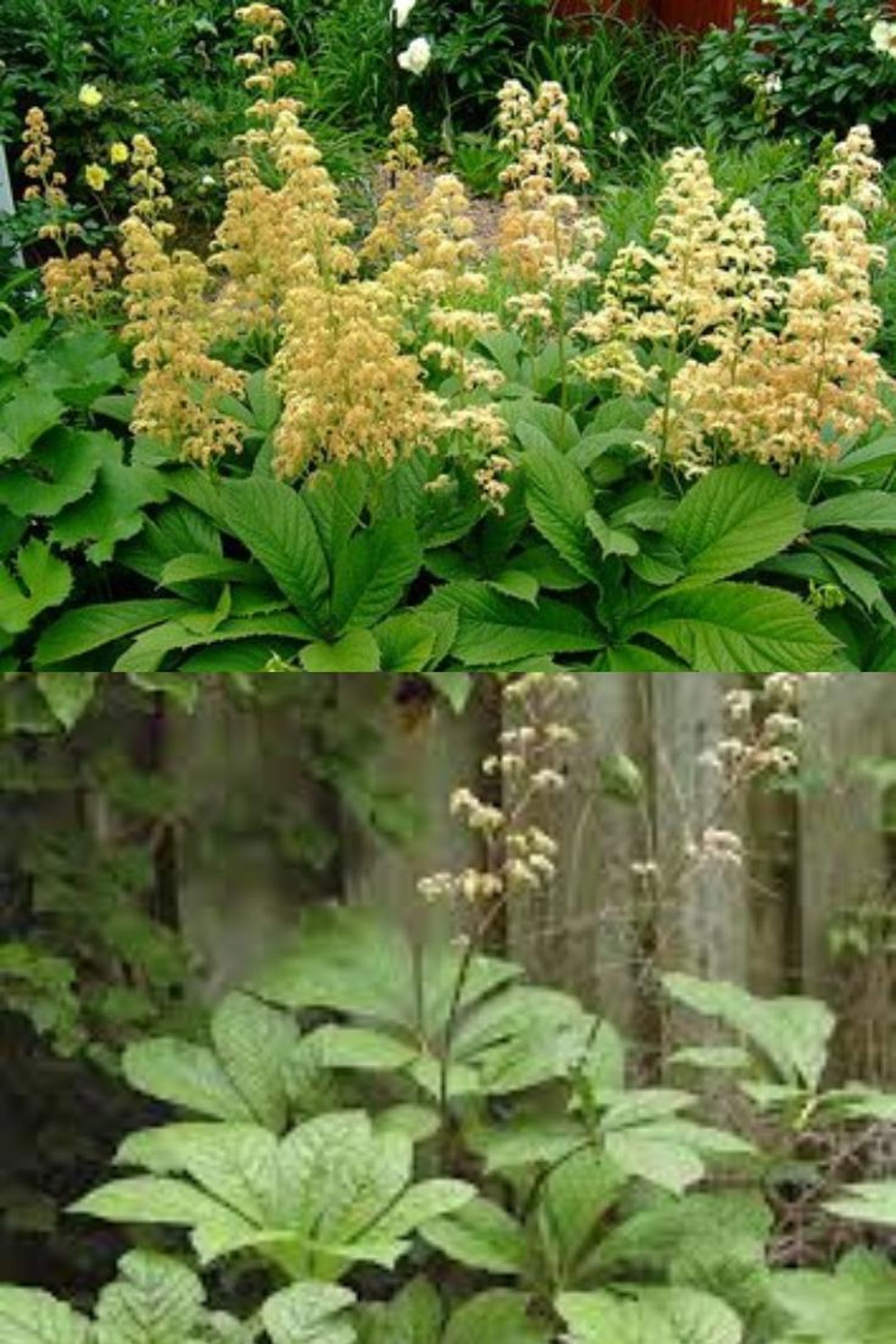 Rodgersia Pinnata Henrici Hybrids Perennial Seeds (25 Seeds), Seeds for ...