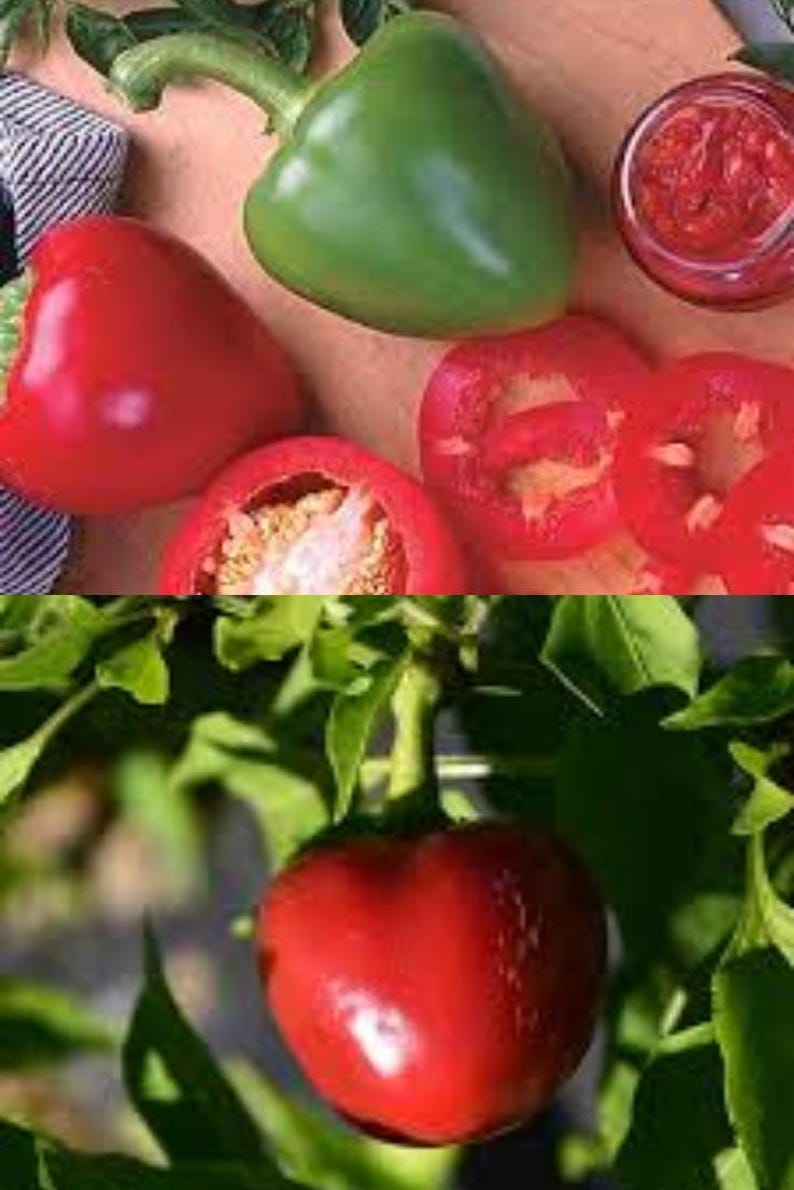 Pepper Seed - Sweet Pimiento Elite Seeds, Capsicum (25 Seeds), Seeds ...