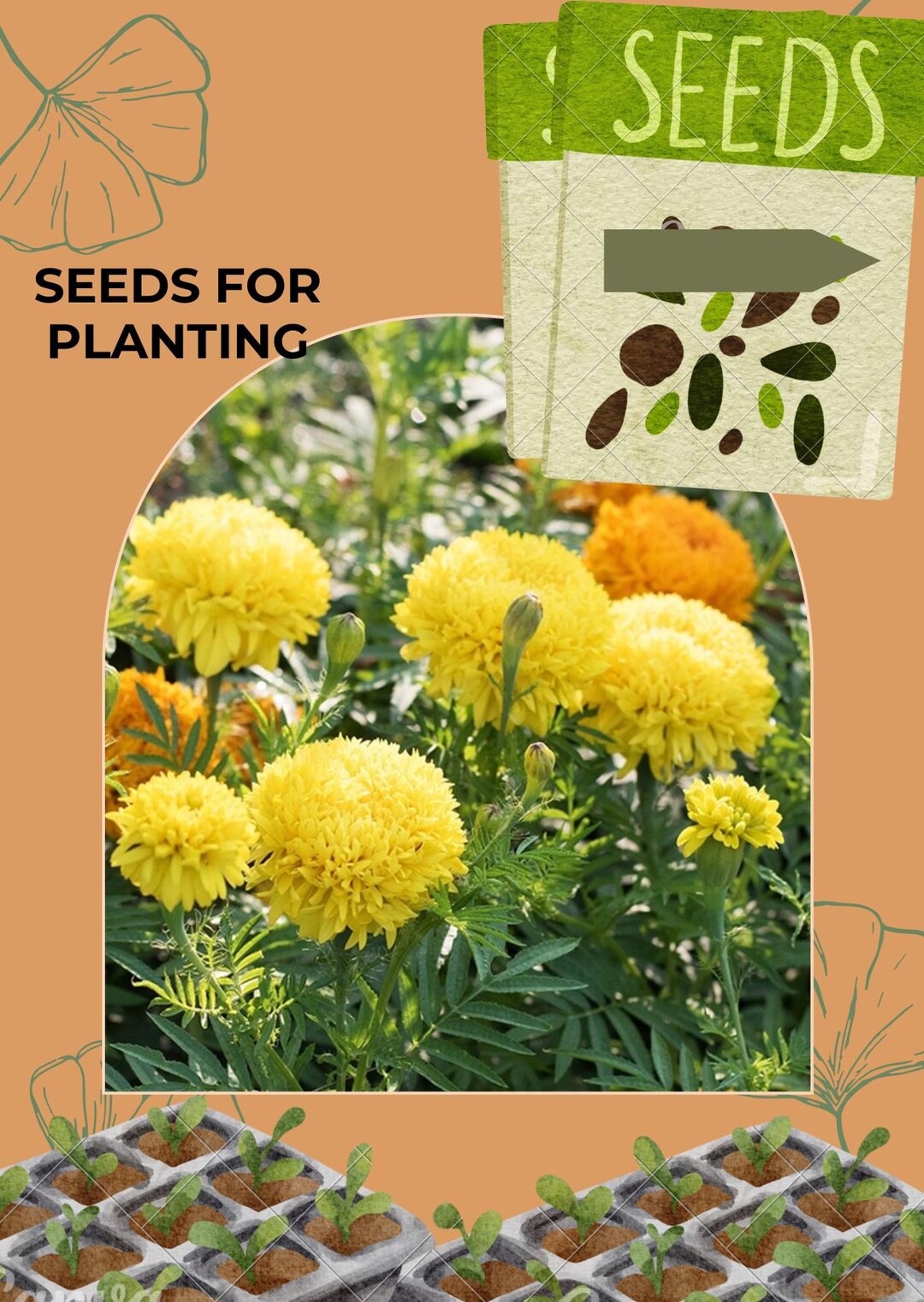 Marigold (african) Jubilee Dt Series - Diamond Seed, Tagetes (25 Seeds ...
