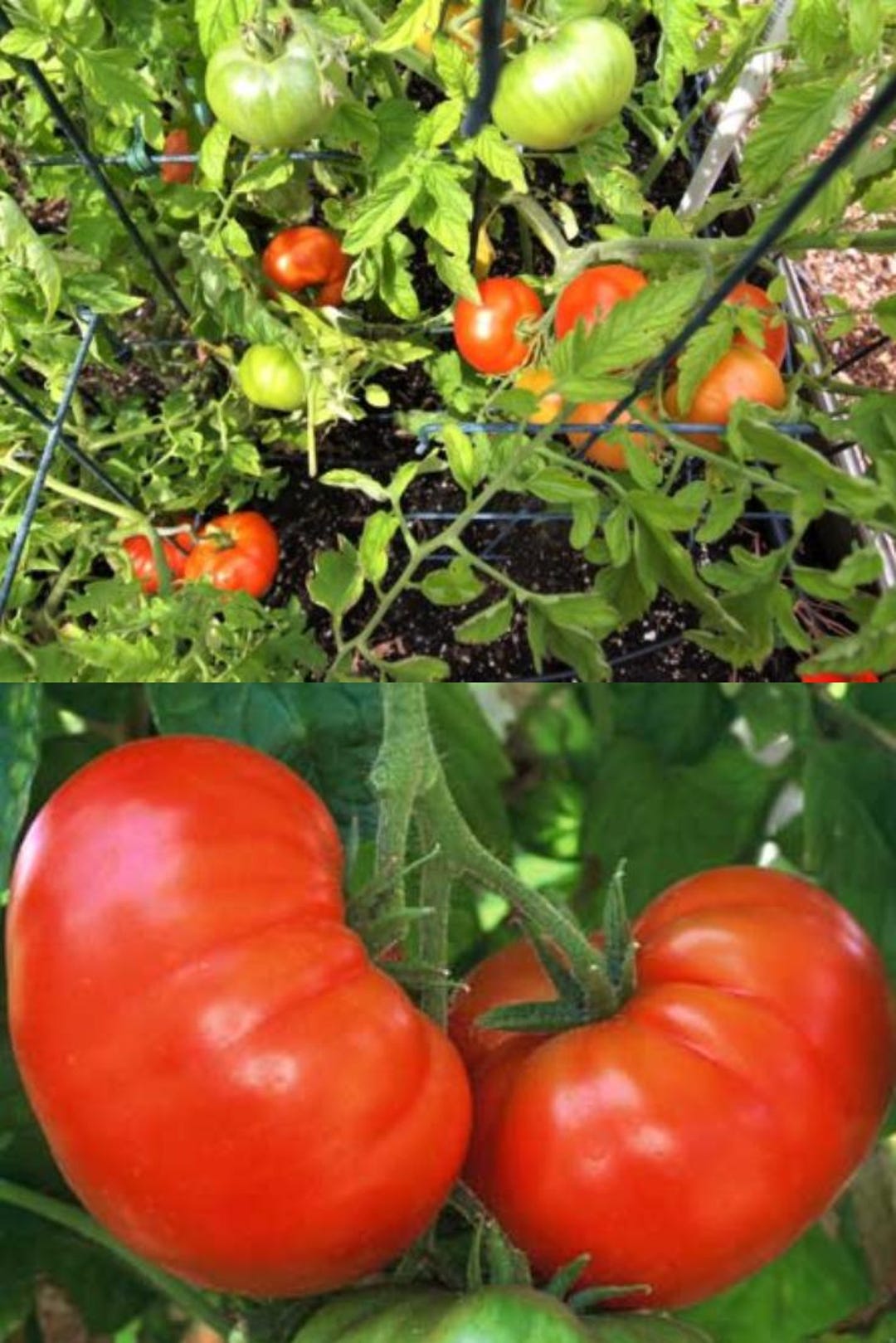 Fireworks Tomato Seeds, Tomato (25 Seeds), Seeds for Planting - Etsy