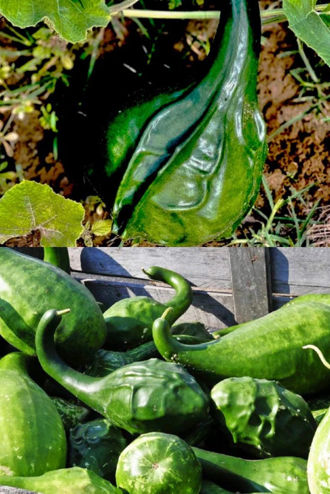 Cavemans Club Ornamental Gourd Seeds (15 Seeds), Seeds for Planting - Etsy