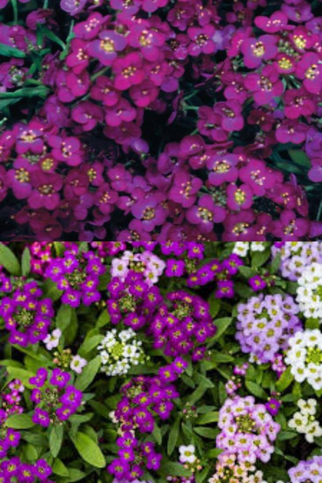 Alyssum Wonderland Series Deep Purple Annual Seeds (50 Seeds), Seeds ...