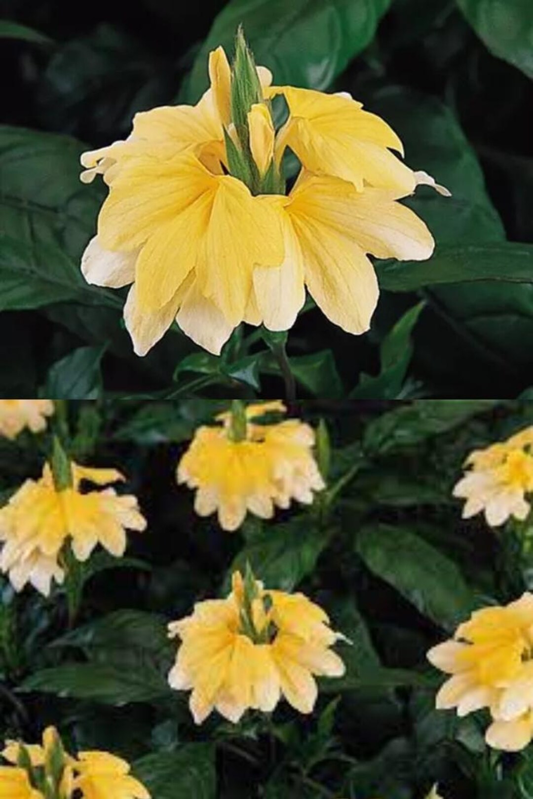 Crossandra Tropic Flame Seeds, Firecracker Flower (10 Seeds), Seeds for ...