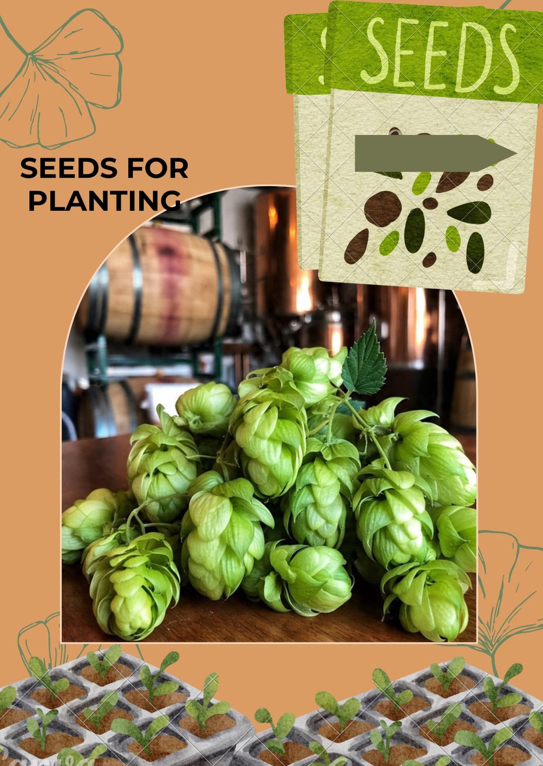 Hops Japanese Seeds, Cones, Strobiles, Humulus Lupulus (25 Seeds ...