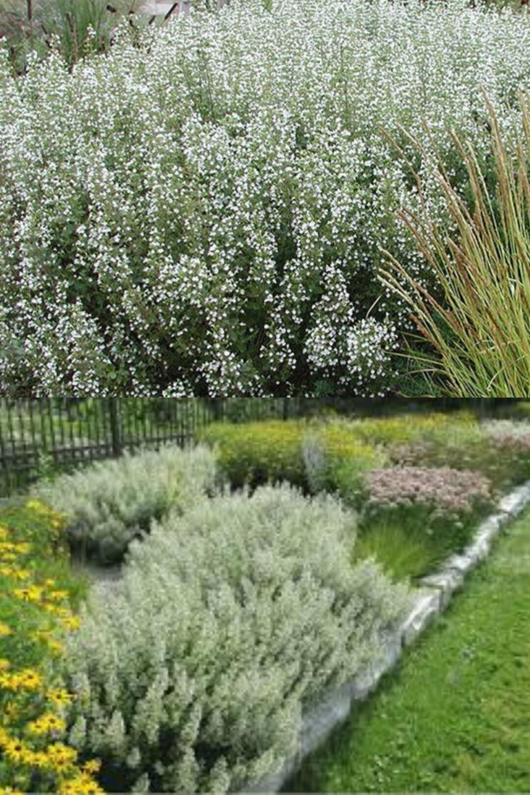 Calamintha Nepeta Perennial Seeds,calamint, Lesser Calamint, Mountain ...