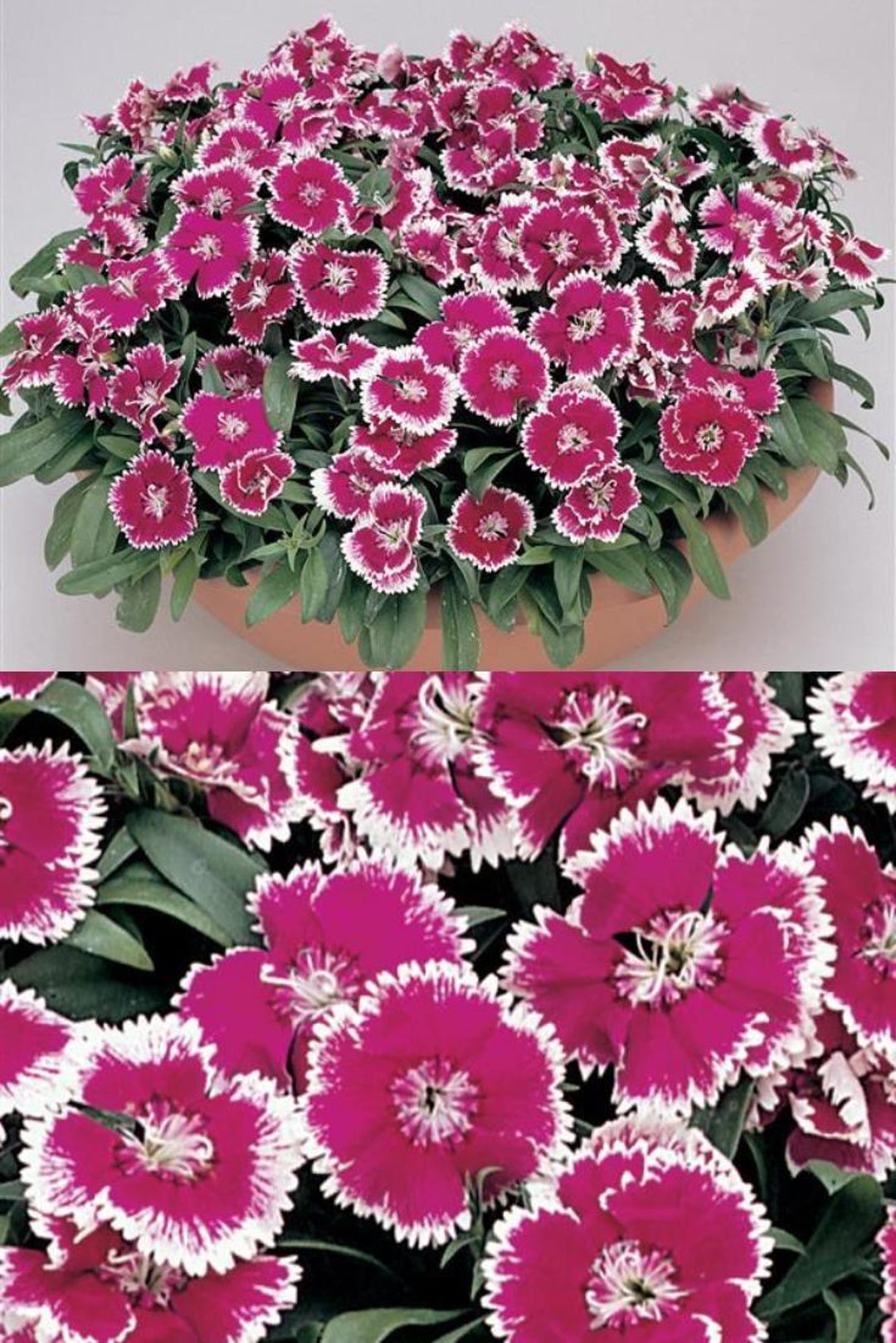 Dianthus Ideal Series Violet Picotee Annual Seeds, Carnation, Pinks (25 ...