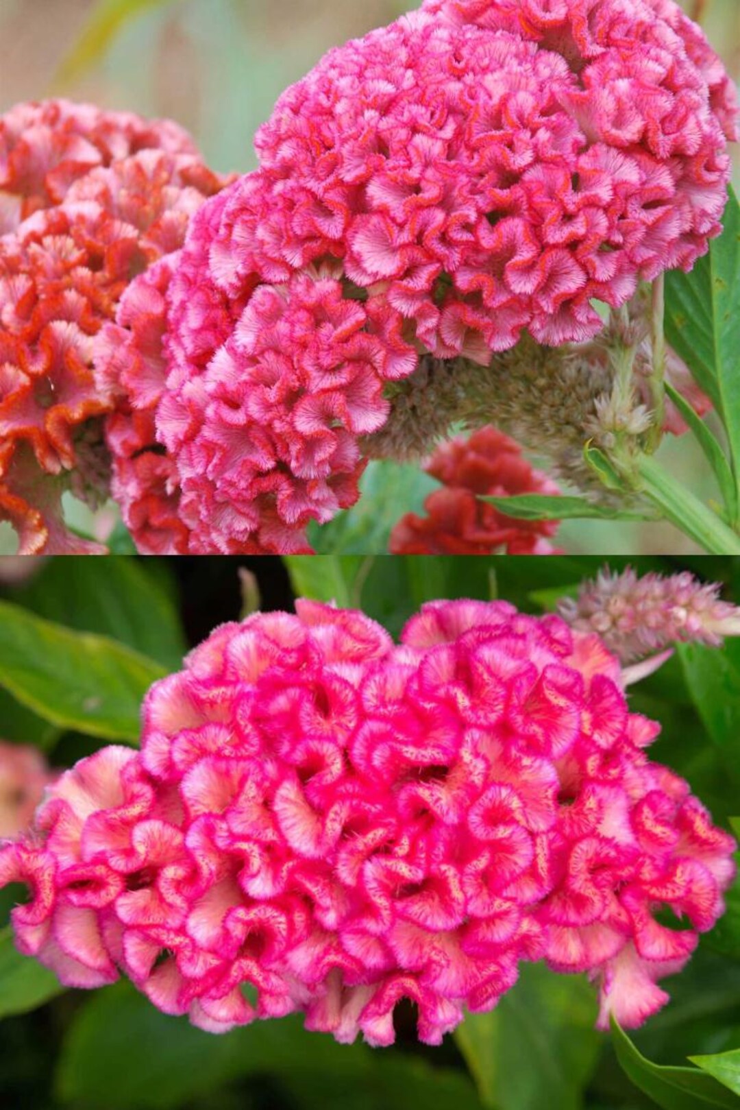 Celosia Chief Series Rose Annual Seeds, Cockscomb (50 Seeds), Seeds for ...