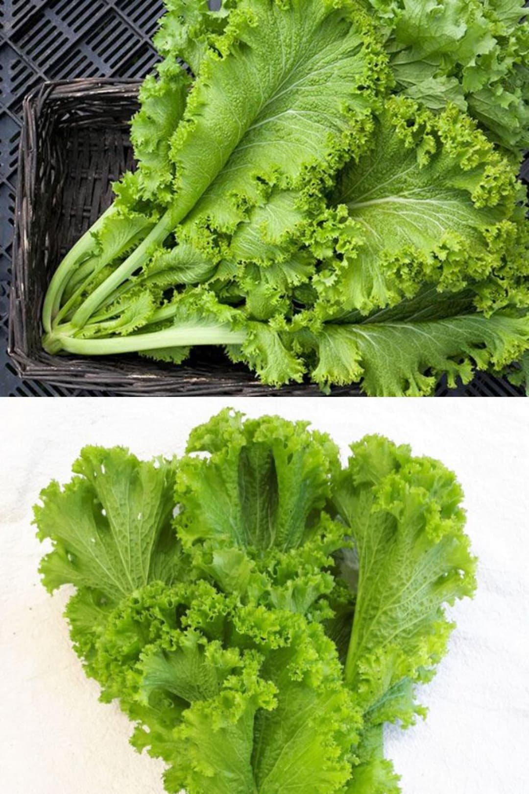 Brassica Juncea Green Wave Seeds, Green Wave Mustard (106 Seeds), Seeds ...