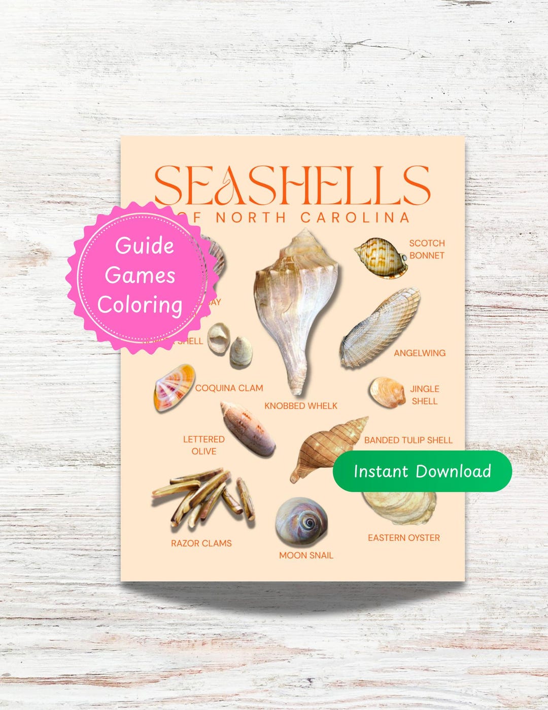 North Carolina Seashell Guide for Kids - Shells of NC: ID Chart, Fun ...