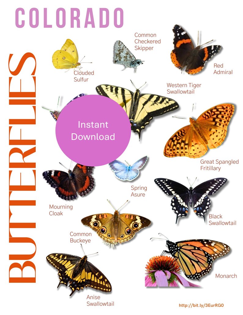 Colorado Butterfly Field Guide for Kids - Printable Nature Journal (PDF ...