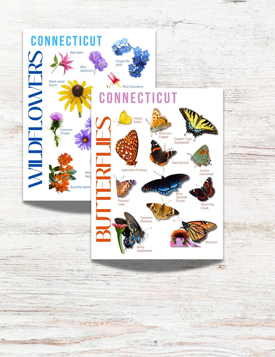 CT Butterfly and Wildflower Field Guide for Kids- Connecticut Nature ...