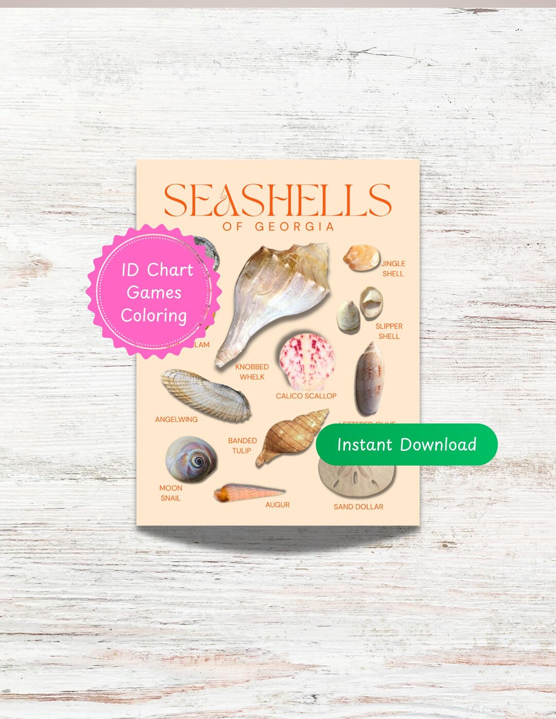 Georgia Seashell Guide for Kids - Shells of GA. ID Chart, Fun Facts ...