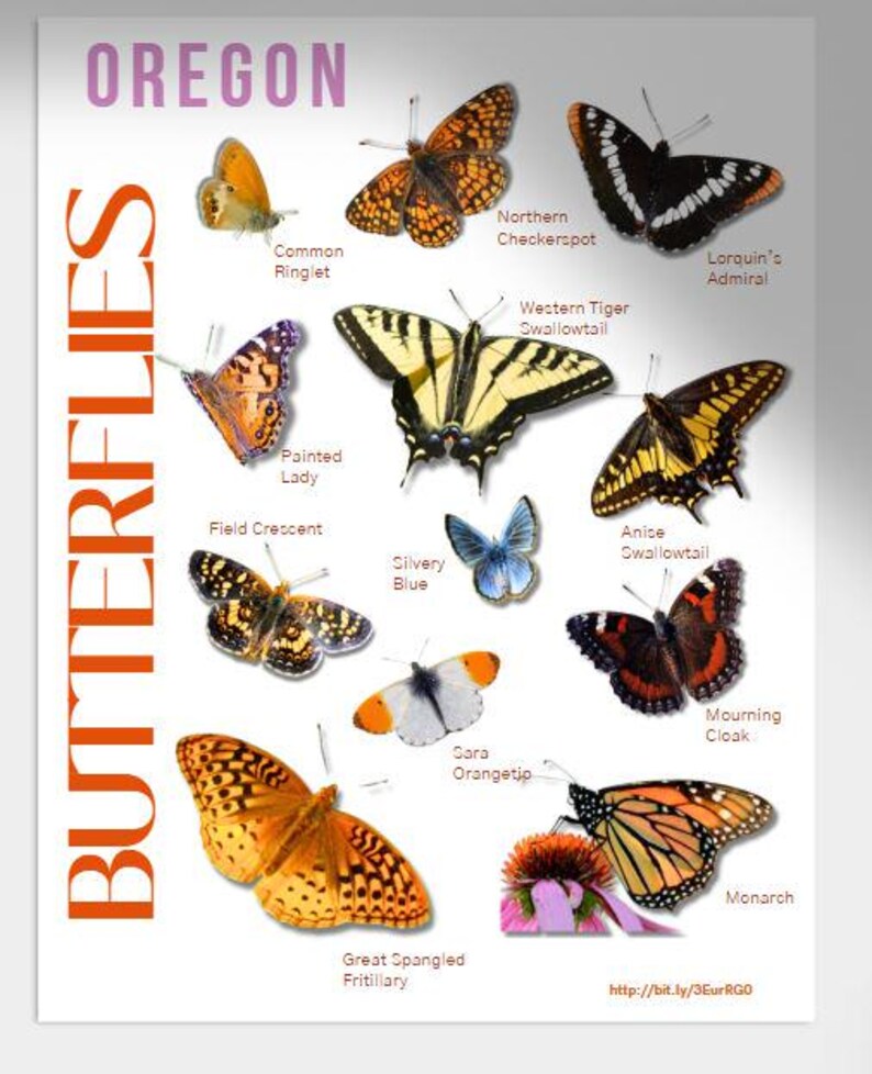 Oregon Butterfly Field Guide for Kids - Printable Nature Journal (PDF ...
