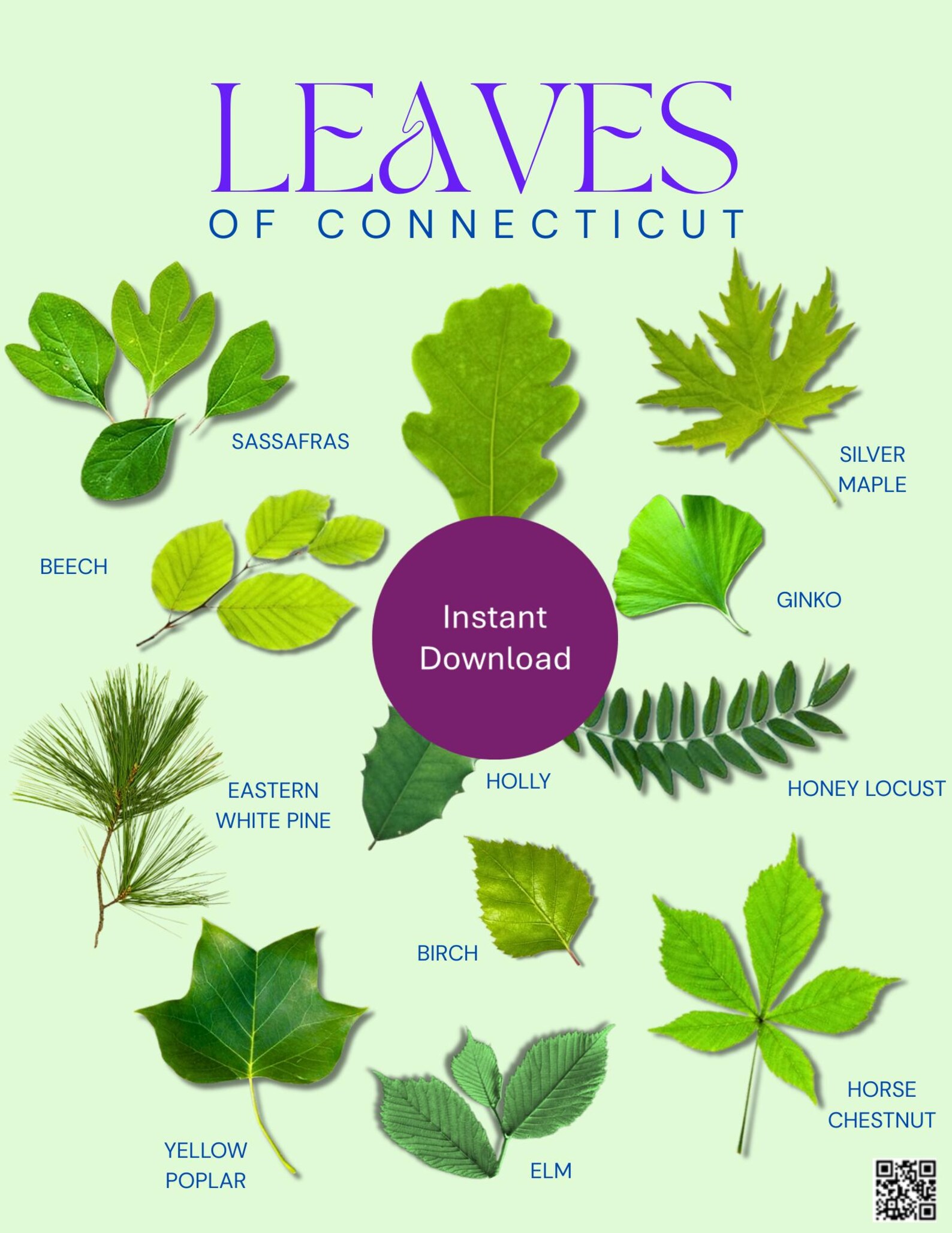 Connecticut Leaf Activity Pages for Kids – Printable Nature Journal ...