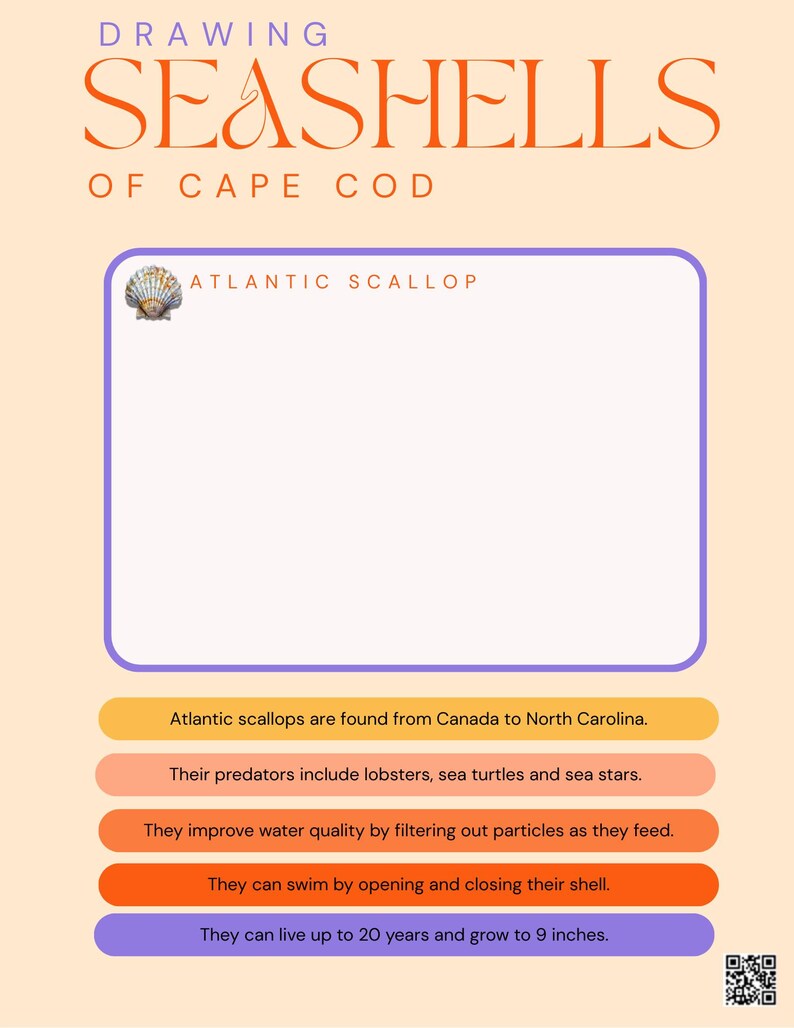 Cape Cod Seashells Field Guide for Kids- Printable Nature Journal (PDF ...