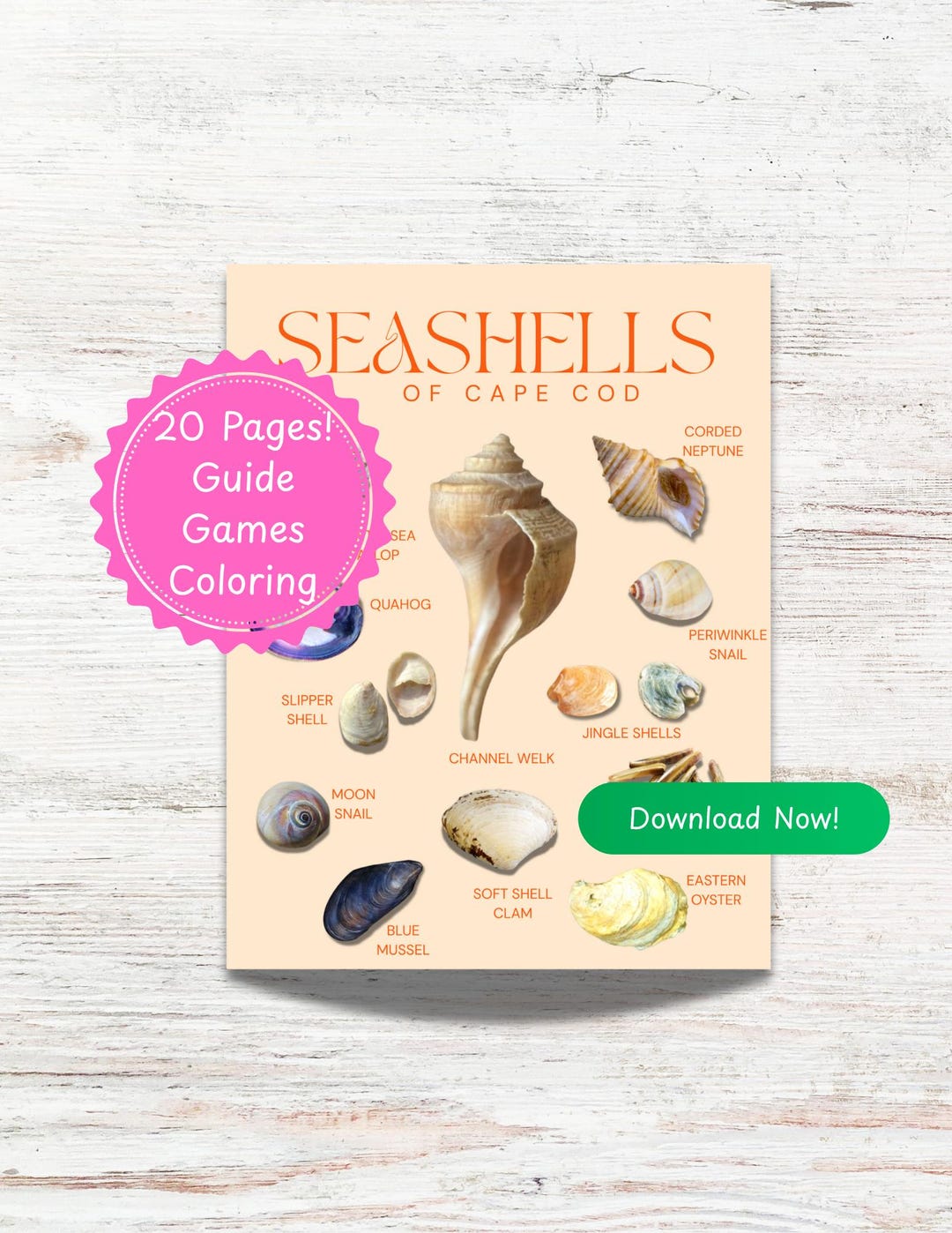 Cape Cod Seashell Guide for Kids - Shells of MA. ID Chart, Fun Facts ...